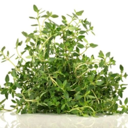 Buy lemon thyme – fruity & spicy | Fruit World – Obstwelt